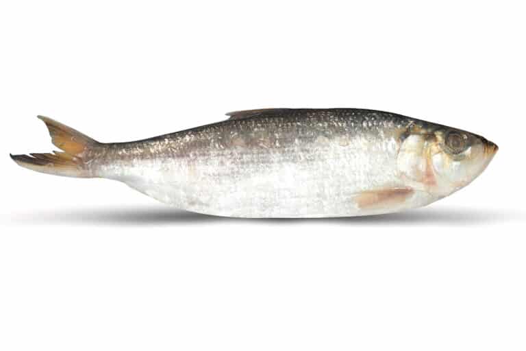 Belfish Pescados - Os melhores pescados você encontra aqui | Belém - Pará