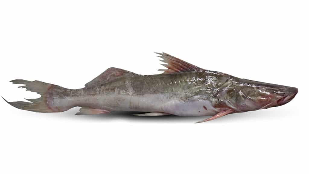 Piramutaba – Belfish Pescados